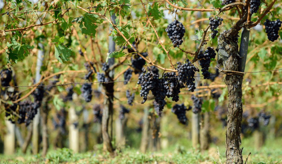 The Best Wines From The Le Marche Region Of Italy | The Italian On Tour ...