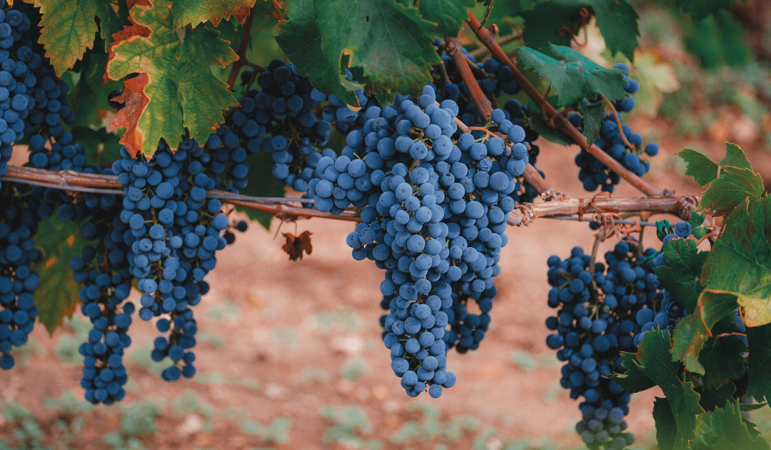 A Guide to Puglia’s Most Famous Food and Wine | The Italian On Tour ...