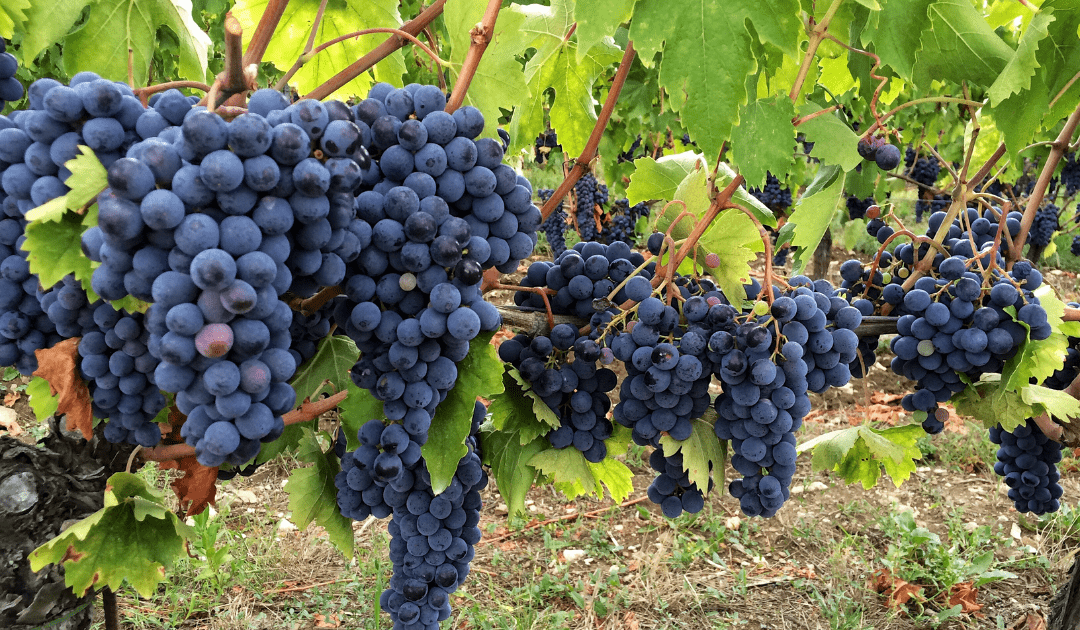 An Italian’s Quick Guide to Chianti Wine | The Italian On Tour - Small ...