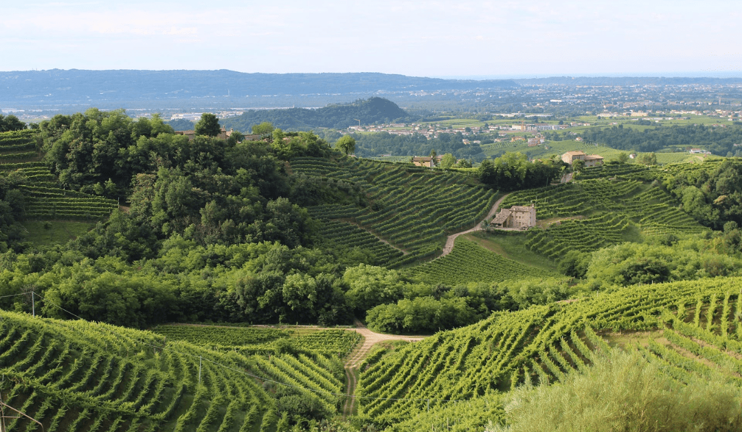The Ultimate Guide to Italy's Top Wine Regions | The Italian On Tour ...