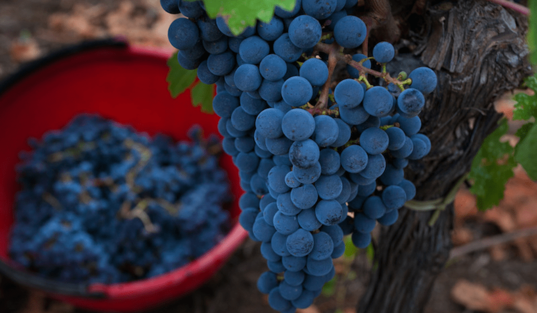 Quick Guide to Italy's Most Famous Red Wines | The Italian On Tour ...