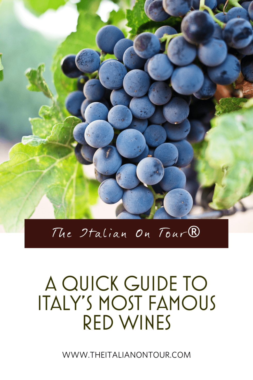 Quick Guide to Italy's Most Famous Red Wines | The Italian On Tour ...